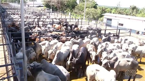 Jornal do Campo TO Entenda como o mercado do frango sofreu alterações Globoplay