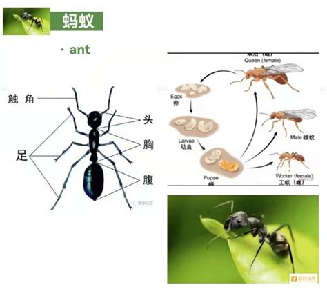 慧顽拓展奇妙的昆虫 知乎