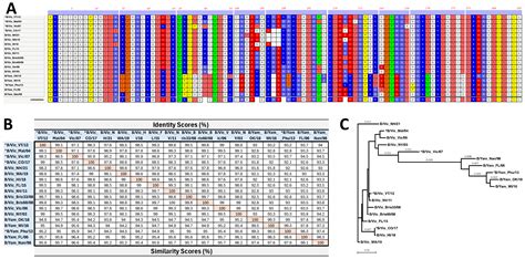 Adenoviral Vectored Multivalent Vaccine Provides Durable Protection Against Influenza B Viruses