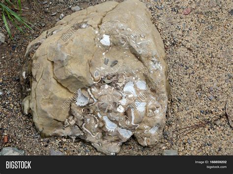 Fossilized Seashells Image Photo Free Trial Bigstock
