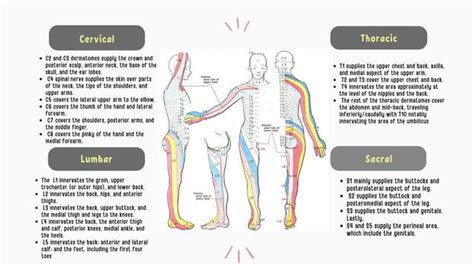 Dermatome And Myotome Test Pathology Pdf