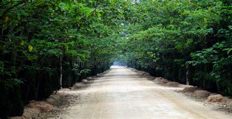 Tree Lined Path Stock Photo Image Of Leaves Outdoor 22454742