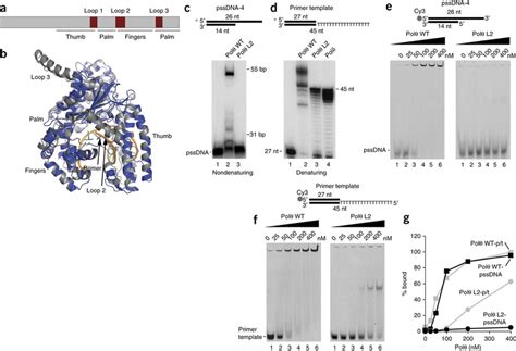 Insertion Loop 2 Promotes Microhomology Mediated End Joining Dna