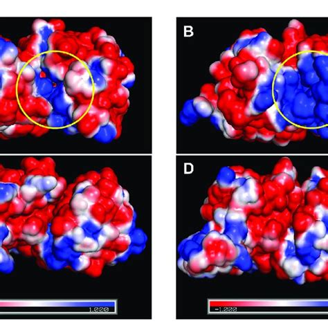 Surface Electrostatic Potential Analysis Of Rs Ptxd And Ct Ptxd A Download Scientific