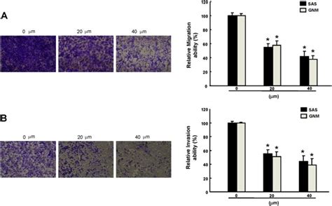 Effects Of Sulforaphane On Migration And Invasion Ability In Oscc Cscs