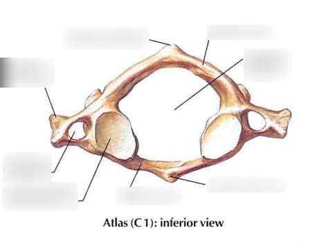 Atlas Vertebra Diagram