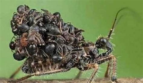 Skeleton Killer Using Skeletons R Minecraft