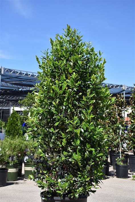 Bright N Tight Carolina Laurel Prunus Caroliniana Monus In Orange