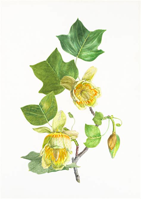 Liliodendron Tulipifera Tulip Tree