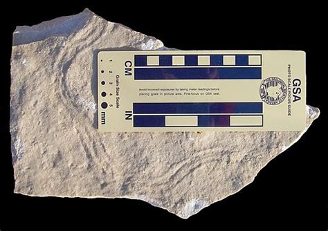 500 Million Year Old Crustacean Trace Fossil Reveals Life Forms In
