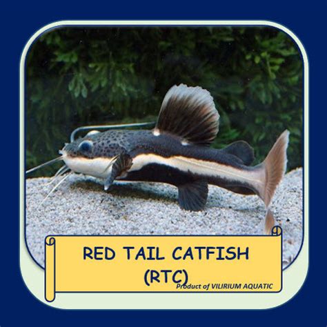 Jual IKAN HIAS AIR TAWAR RED TAIL CATFISH RTC 8cm Jakarta
