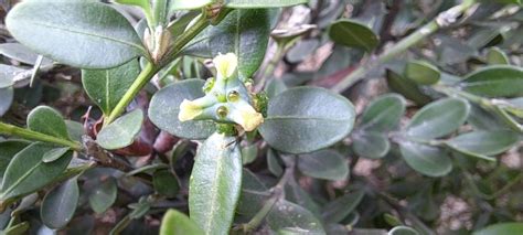 우리주위 흔한 도시나무 3 회양목