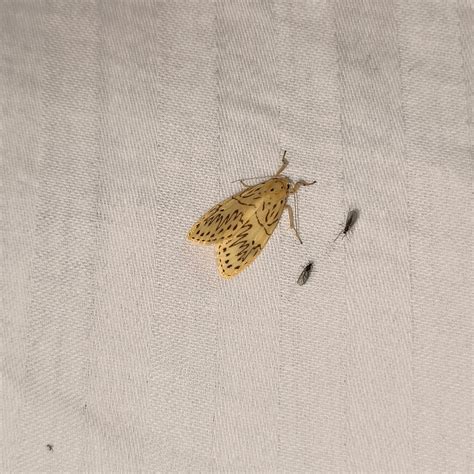 Miltochrista From Munsyari Uttarakhand 262554 India On September 8