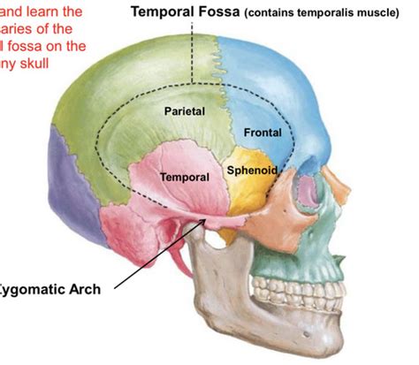 Infratemporal Fossa Flashcards Quizlet