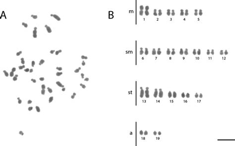 Conventional Staining Of Mitotic Cells Of Acromyrmex Lundiia The Download Scientific Diagram