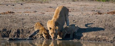 Magnificent Umfolozi Or Imfolozi Park Safari 2023