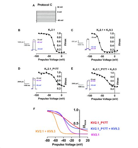 P17t Mutation Alters Steady State Inactivation Of Both K V 21 And K V