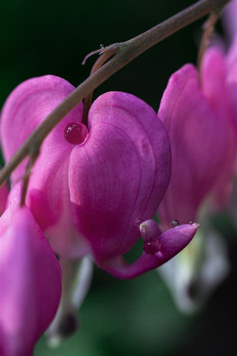 Dicentra Spectabilis On Behance