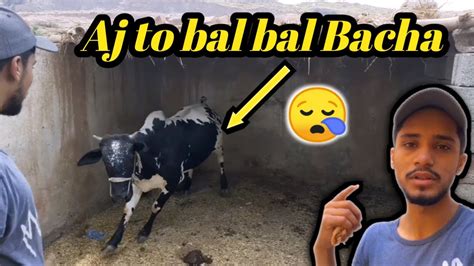 Aj Bal Bal Bachavillage Dakhna Gay Cow Youtube