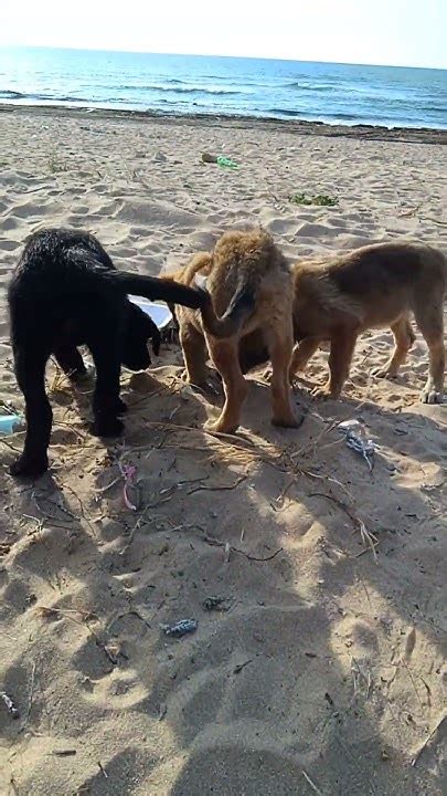 جراء كلاب Youtube