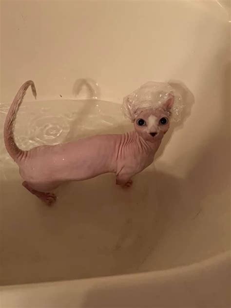 520 Hehe Kitty Ideas In 2025 Silly Cats Pictures Silly Cats Cat Memes