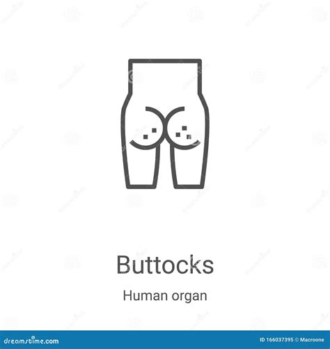 Buttocks Icon Vector From Human Organ Collection Thin Line Buttocks