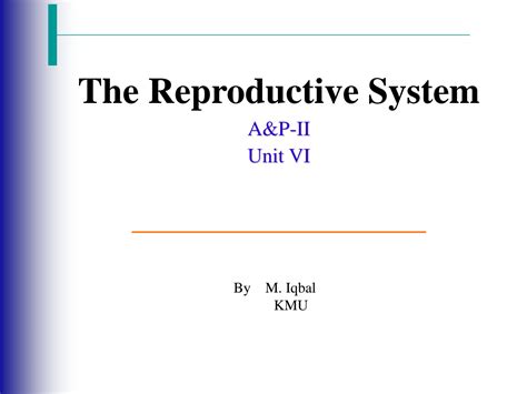 SOLUTION Reproductive System Male And Female Unit Vi Studypool