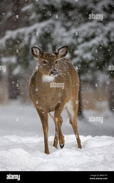 White Tailed Deer Odocoileus Virginianus New York Doe In Snow