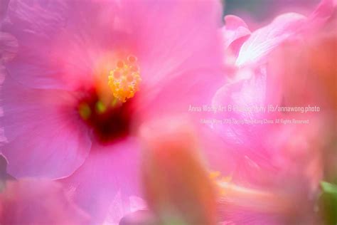 Anna Wong Insearchpk