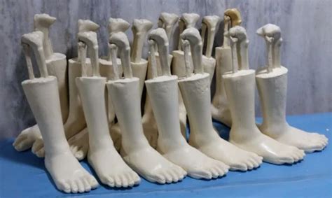 Artificial Bones Artificial Dried Bones Manufacturer From Navsari