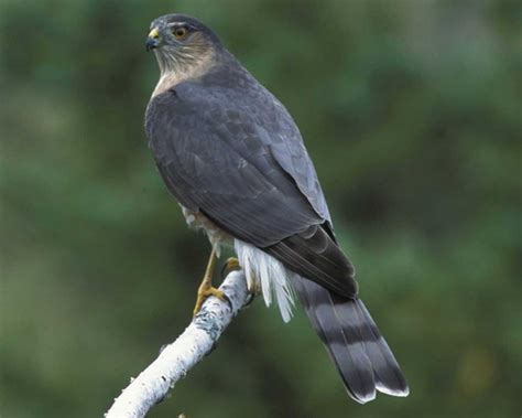 Sharp Shinned Hawk Facts Habitat Diet Calls Pictures