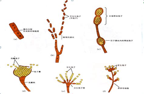 课程门户 章节详情