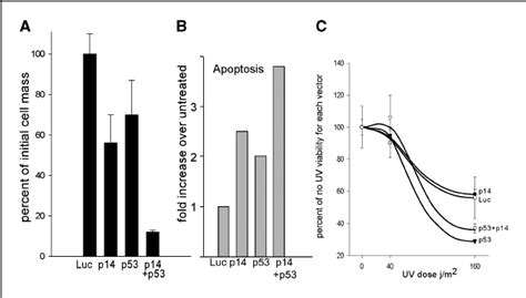 Effects Of Ectopic Arf Expression On Cell Growth And Viability After