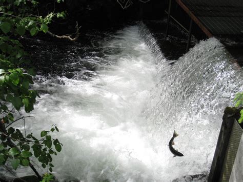 Salmon Jumping Upstream 4 By Cookiesfly On Deviantart