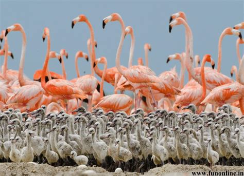🔥 130 Free Flamingo Wallpapers Wallpapersafari