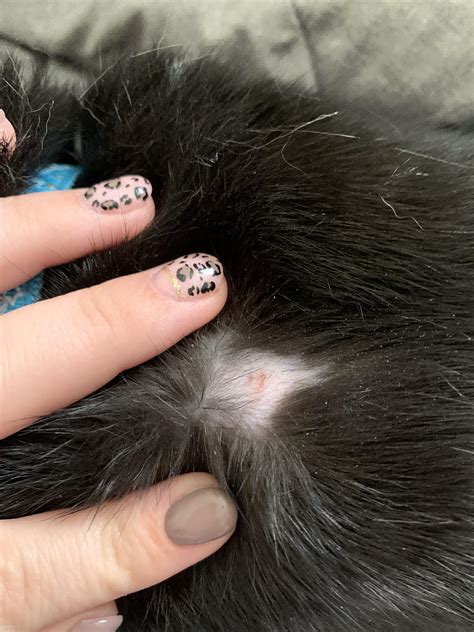 2 Yo Indoor Cat Developed Bald Spot On Shoulder Blades Next Flea