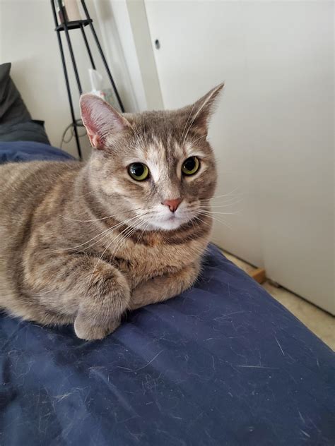 So Adorable And She Knows It R Supermodelcats