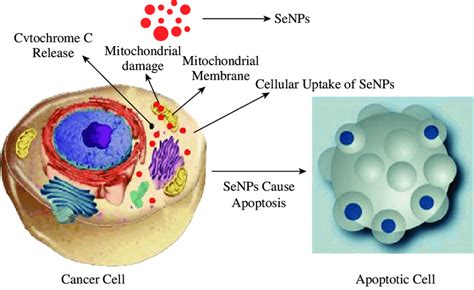 Selenium Nps Enter The Cancer Cells And Accumulate In Cytosol The