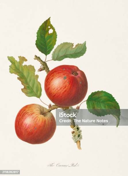 형형색색의 사과 신선하고 육즙이 많은 사과의 생생한 그림 과일에 대한 스톡 벡터 아트 및 기타 이미지 과일 가을 건강한 생활방식 Istock