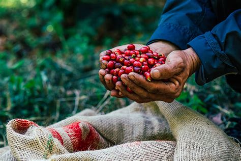 ¿cuántos Kg De Cerezas Necesitas Para Hacer Un Kg De Café Tostado