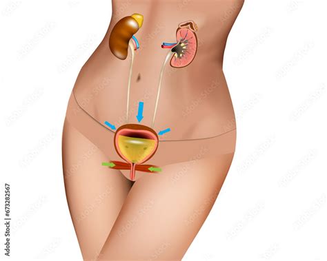The Human Urinary System Also Known As The Renal System Or Urinary
