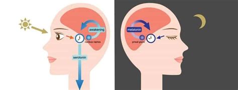 Does Melatonin Boost Growth Hormone Secretion