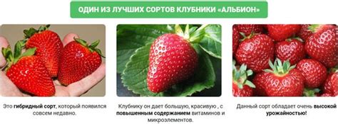 Чудо ягодница Сказочный сбор обзор популярных товаров 2025 бонусы отзывы Это развод™