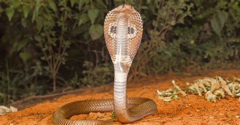 Top 10 Most Dangerous Animals In The World Wirally
