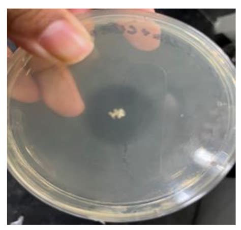 Developing Biopolymer Based Edible Films With Improved Anti Microbial Properties