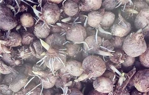 藥用植物半夏什麼時候種好？哪些地區適合種植？怎麼種？ 每日頭條