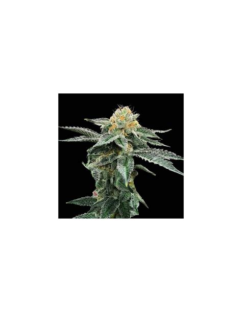 Kosher Cookies Dna Genetics Premium Indica Seeds