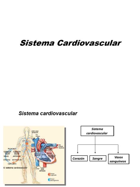 8 5 Sistema Circulatorio Pdf Corazón Vena