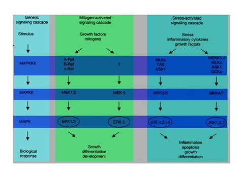 MAPK Pathway PPTX Endocrine And Metabolic Diseases Diseases And Conditions
