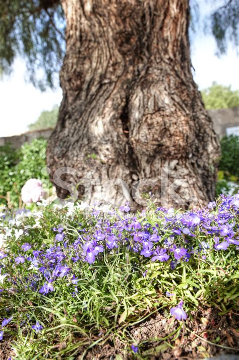 Purple Flowers Growing AT Base Of Gnarled Tree Trunk Stock Photos FreeImages Com